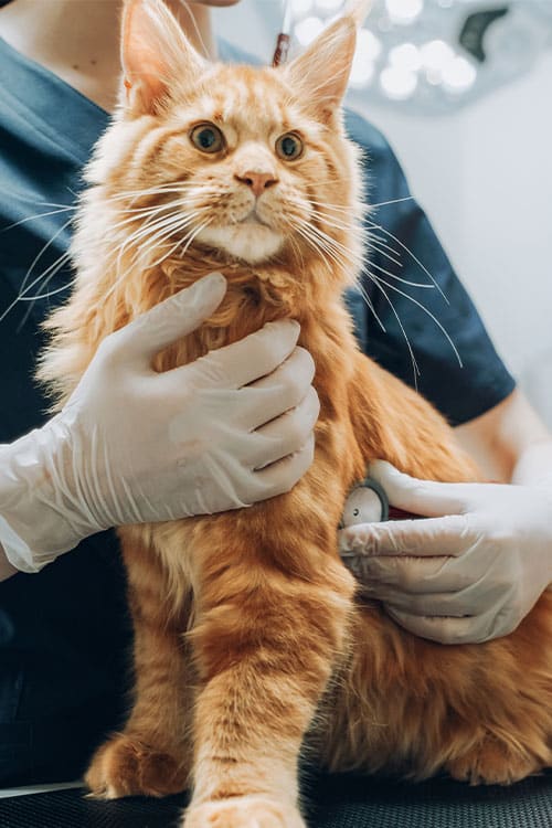 Laboratory | Veterinarian in Vandalia | Dixie Veterinary Clinic