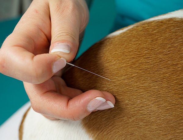 Acupuncture | Vet in Vandalia | Dixie Veterinary Clinic